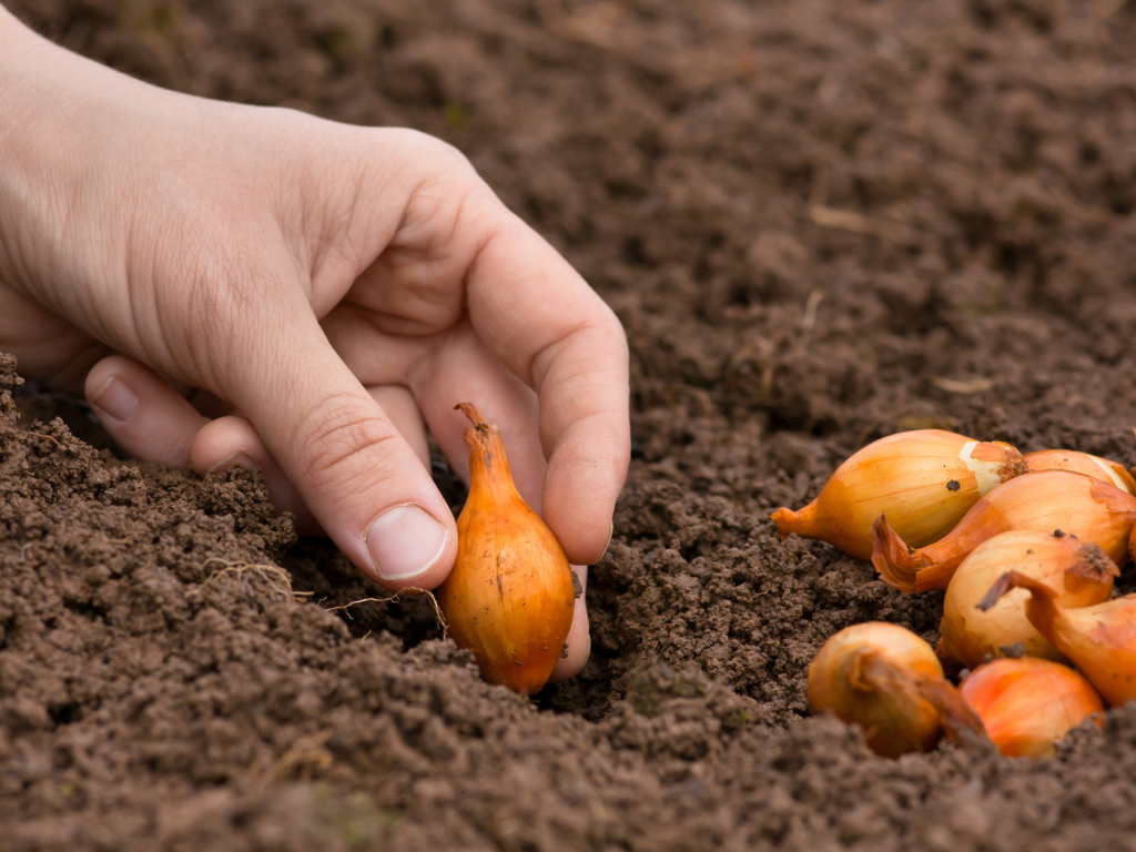 Onions vs heat: how well can onions do in warm weather? - Onion Peeling ...