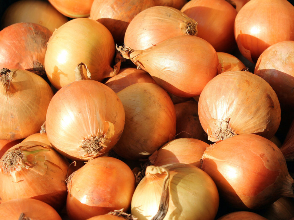 From ancient roots to modern kitchens: the history of onions - Onion ...
