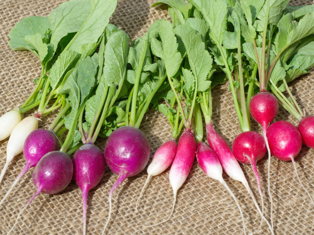 Different types of radishes: are they all the same? - Food Processing ...